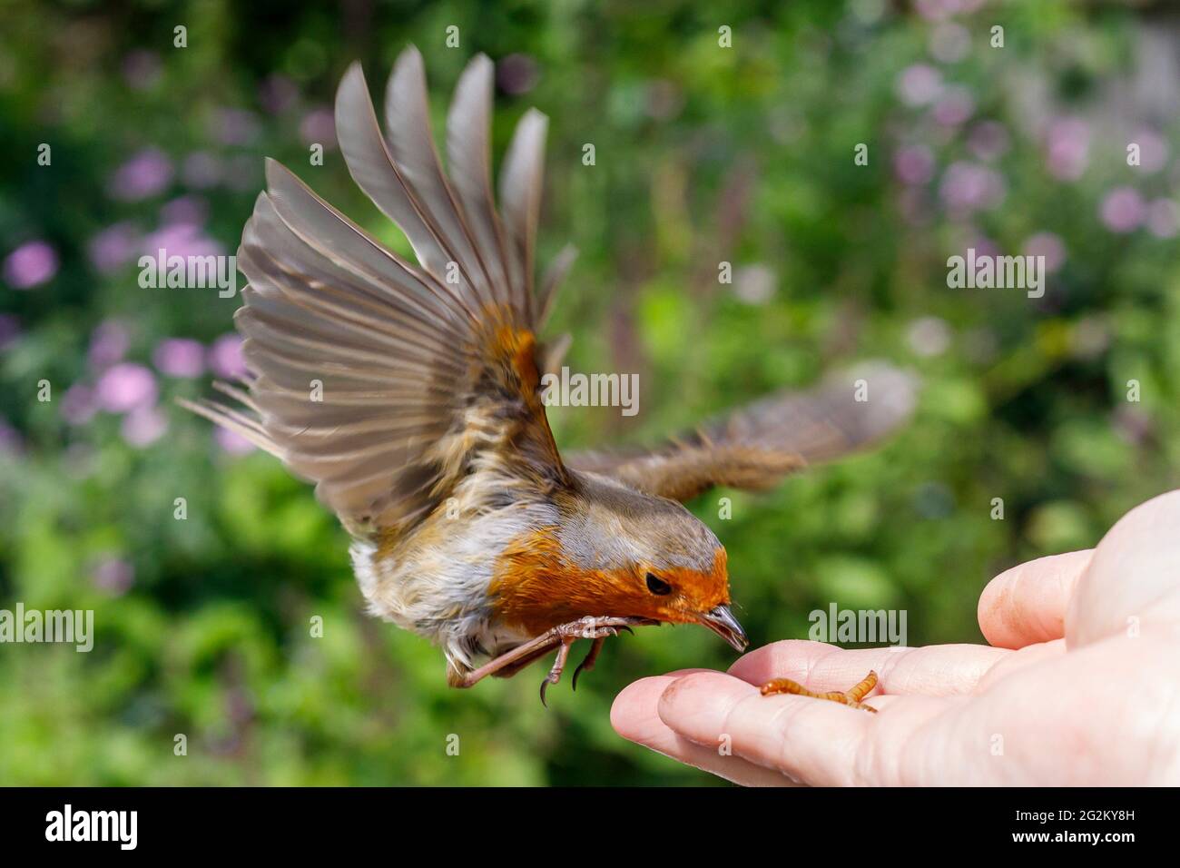 Bird robin face hi-res stock photography and images - Alamy