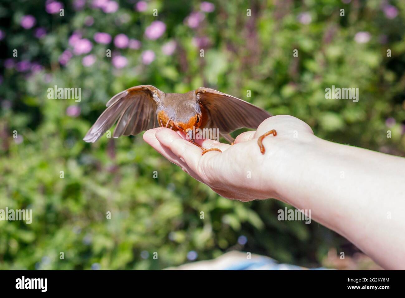 Bird robin face hi-res stock photography and images - Alamy