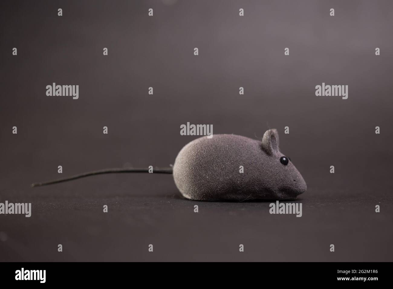 Gray jerry hi-res stock photography and images - Alamy