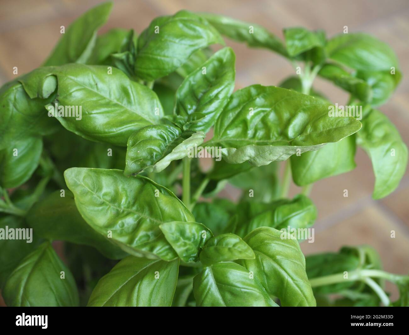 basil aka Thai basil or sweet basil (scientific name Ocimum basilicum ...