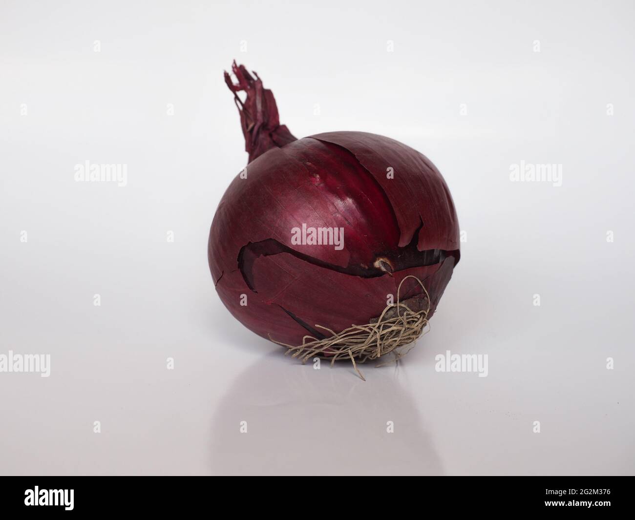 red onions (scientific name Allium cepa aka bulb onion or common onion ...