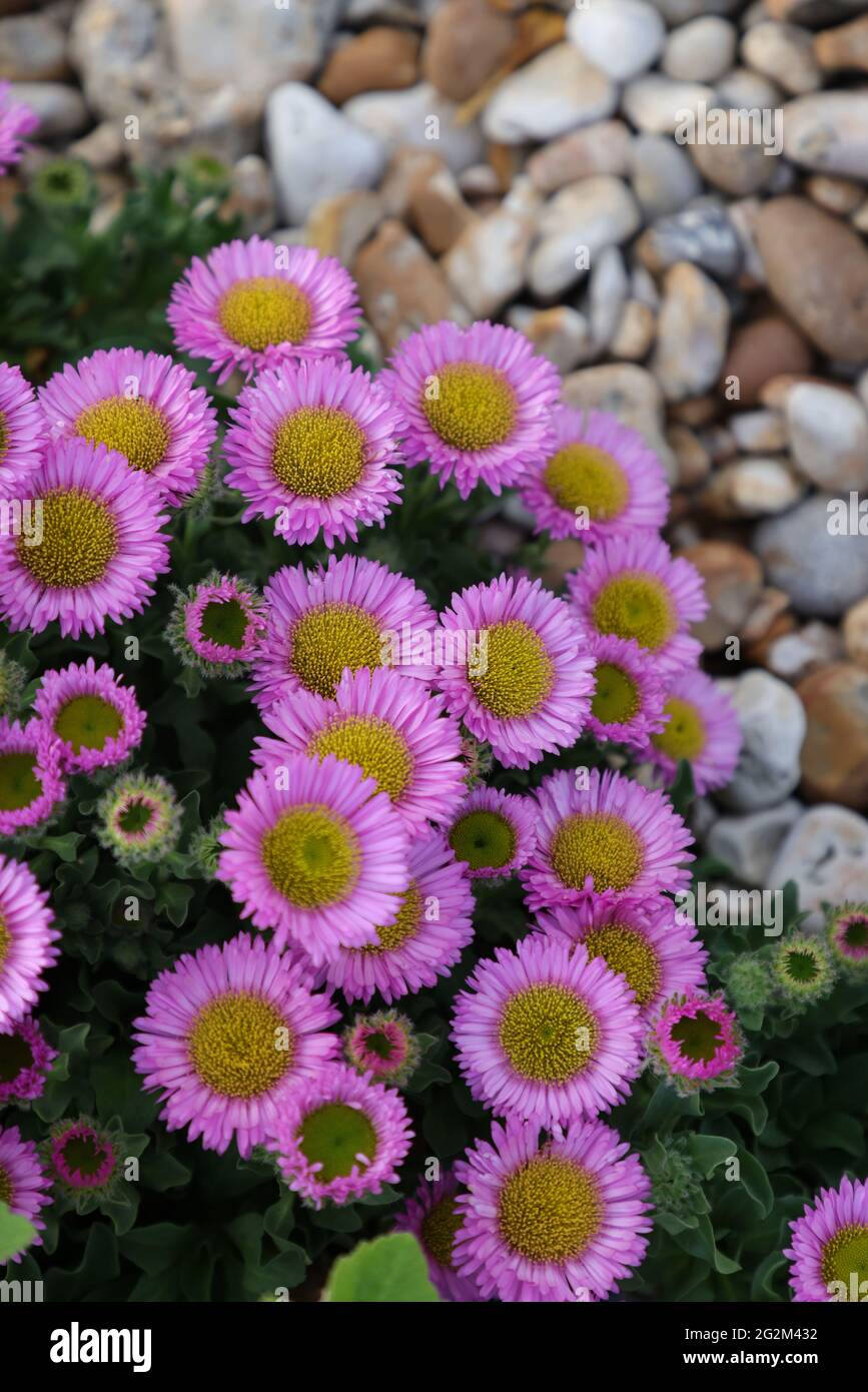 Wild Seaside Plants On Beach High Resolution Stock Photography and ...