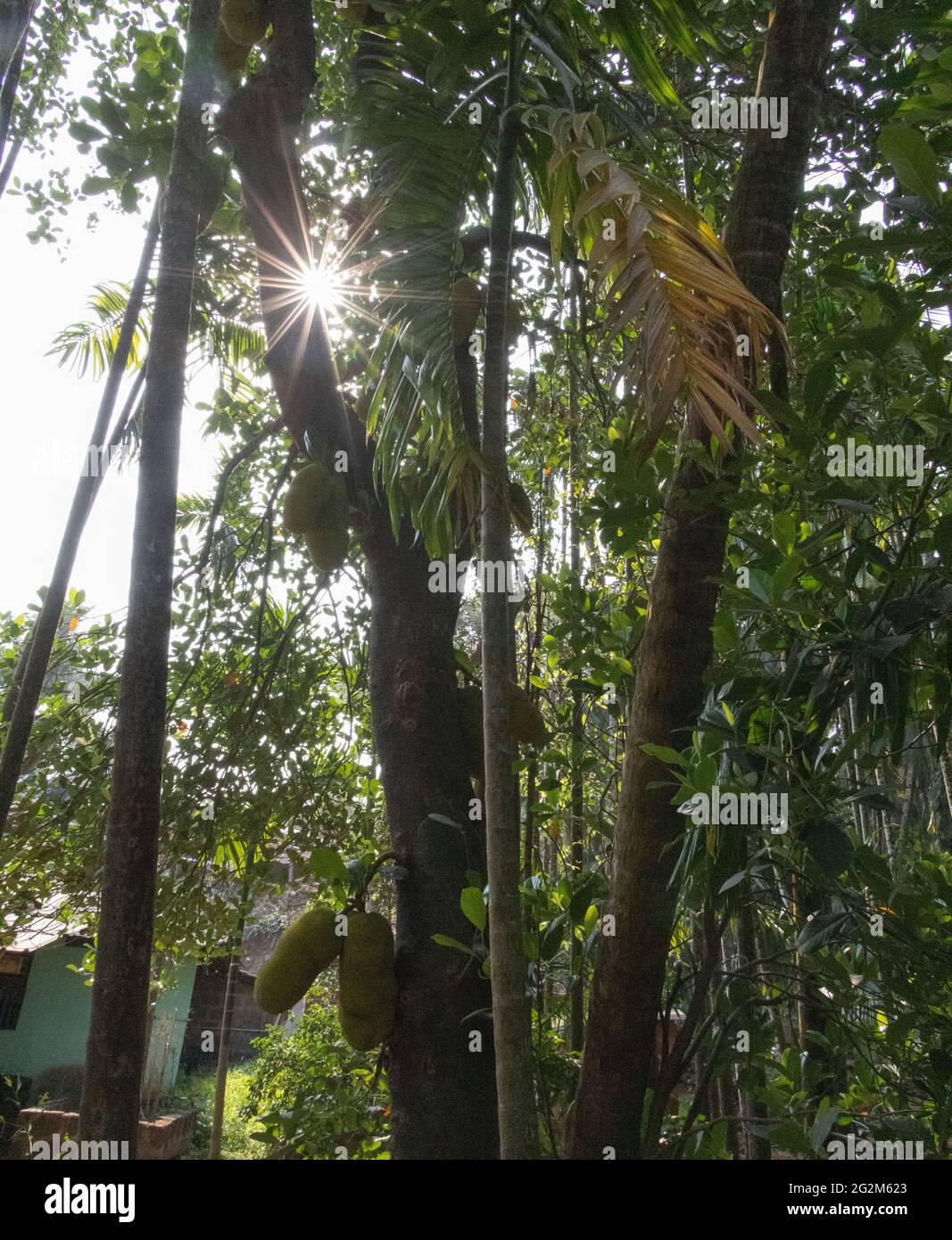 Vertical shot of a tall jackfruit tree with bright sunlight passing ...