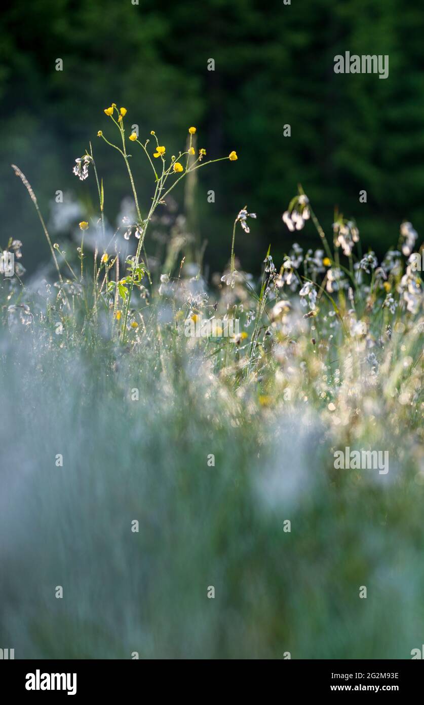 Wild Flowers growing on Alpine Meadow Stock Photo - Alamy