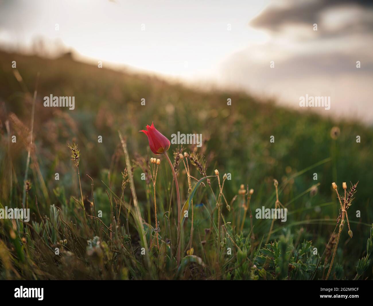 beautiful wildflowers in the sunset rays. Wild tulips Schrenk in the ...
