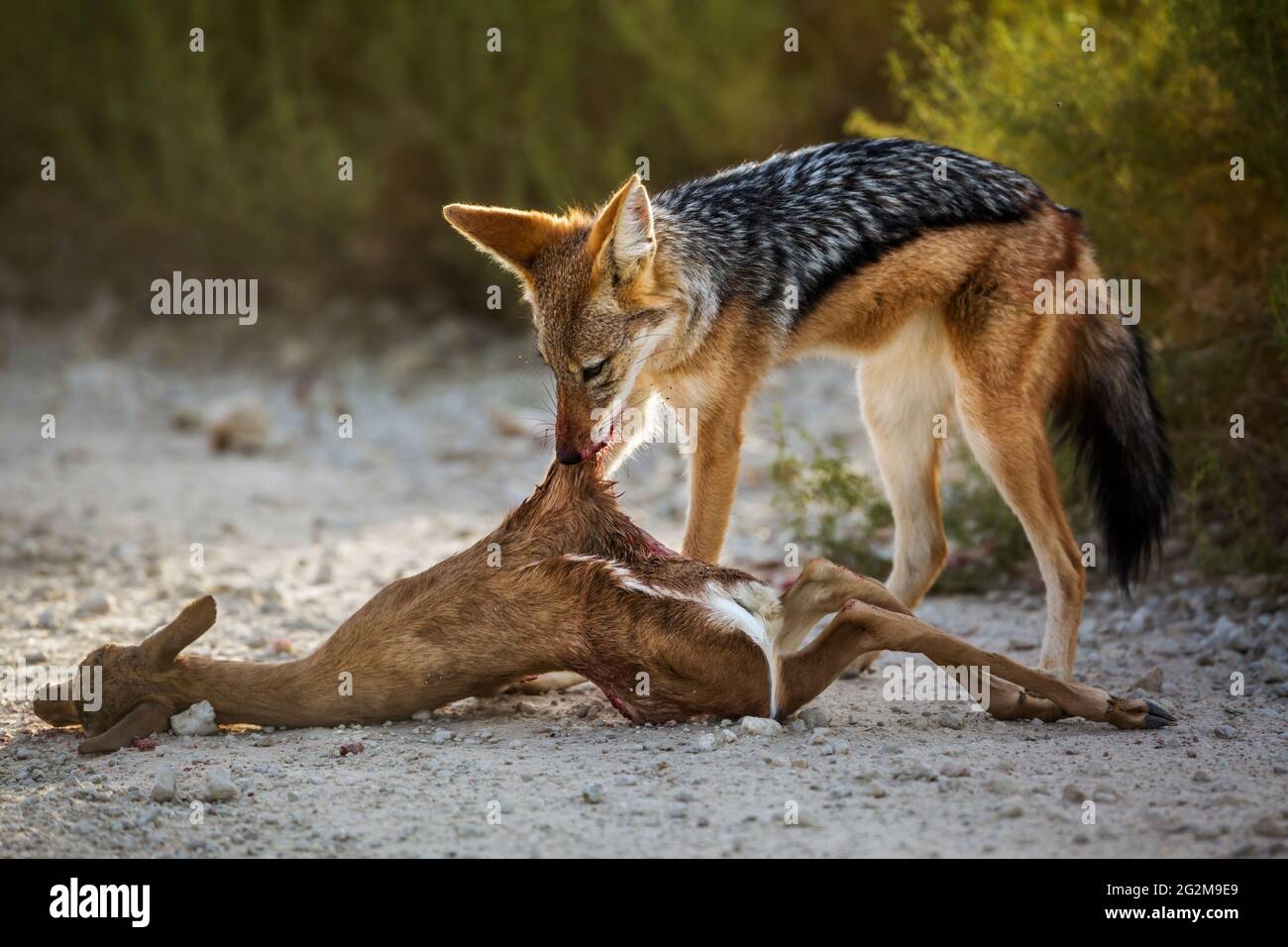 Africa jackal hi-res stock photography and images - Alamy