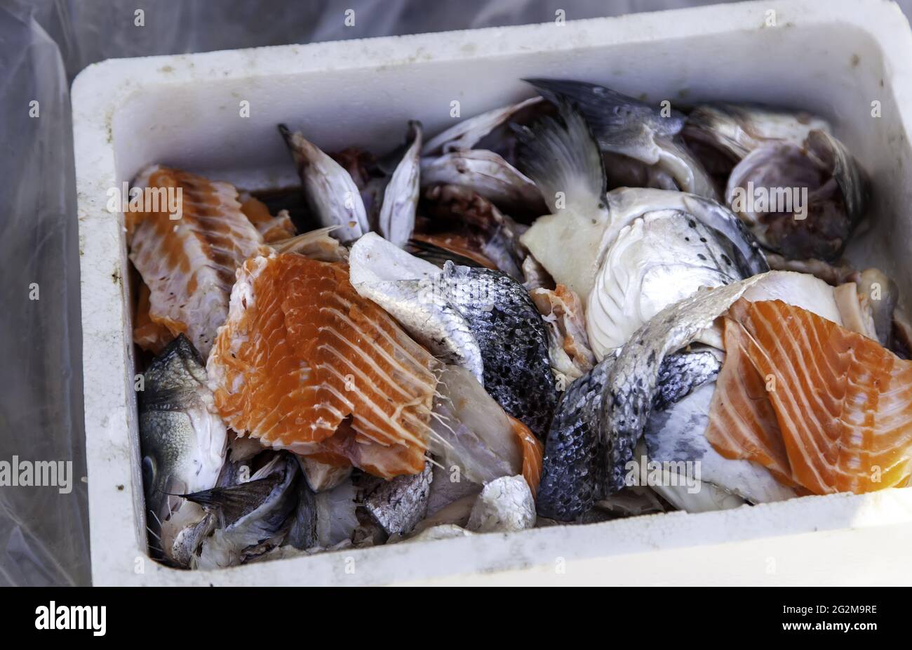 Fresh salmon in fishmonger hi-res stock photography and images - Alamy