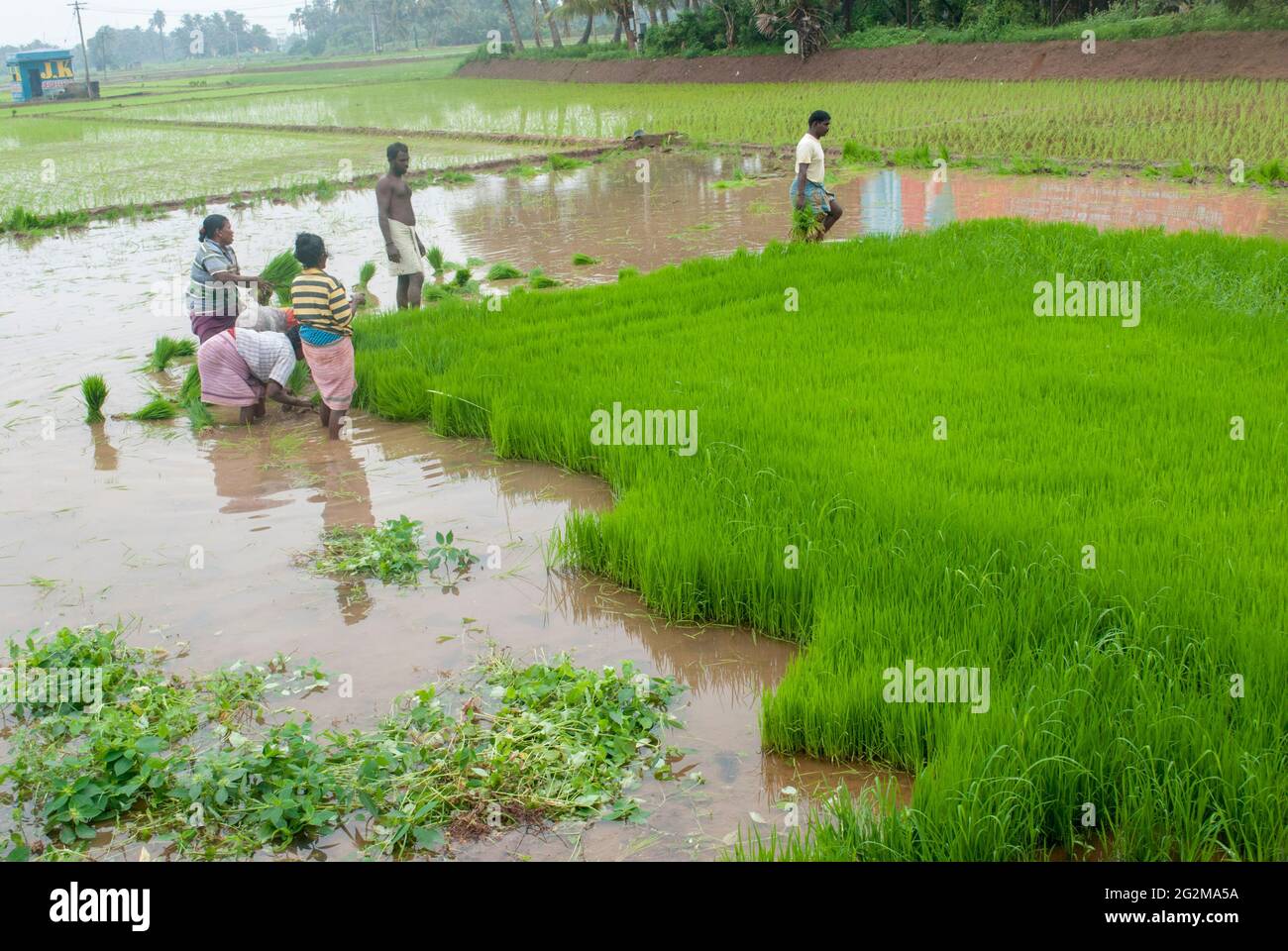 Indian women working in paddy hi-res stock photography and images - Alamy