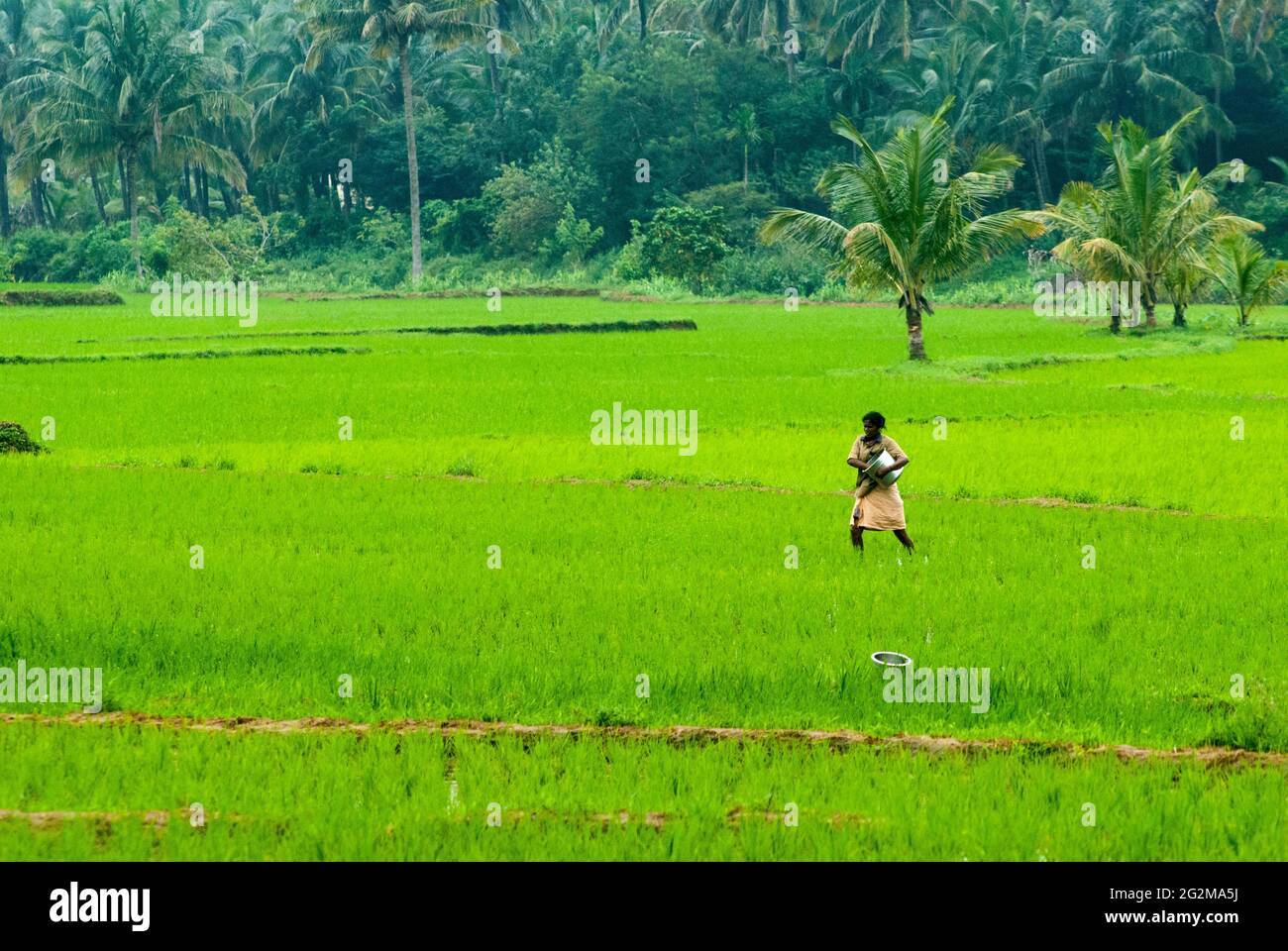 a woman spreading fertilizer on the agriculture paddy field for growth ...
