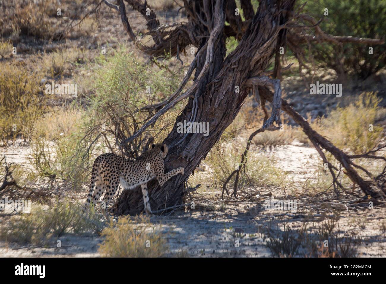 Cheetah scratching tree hi-res stock photography and images - Alamy