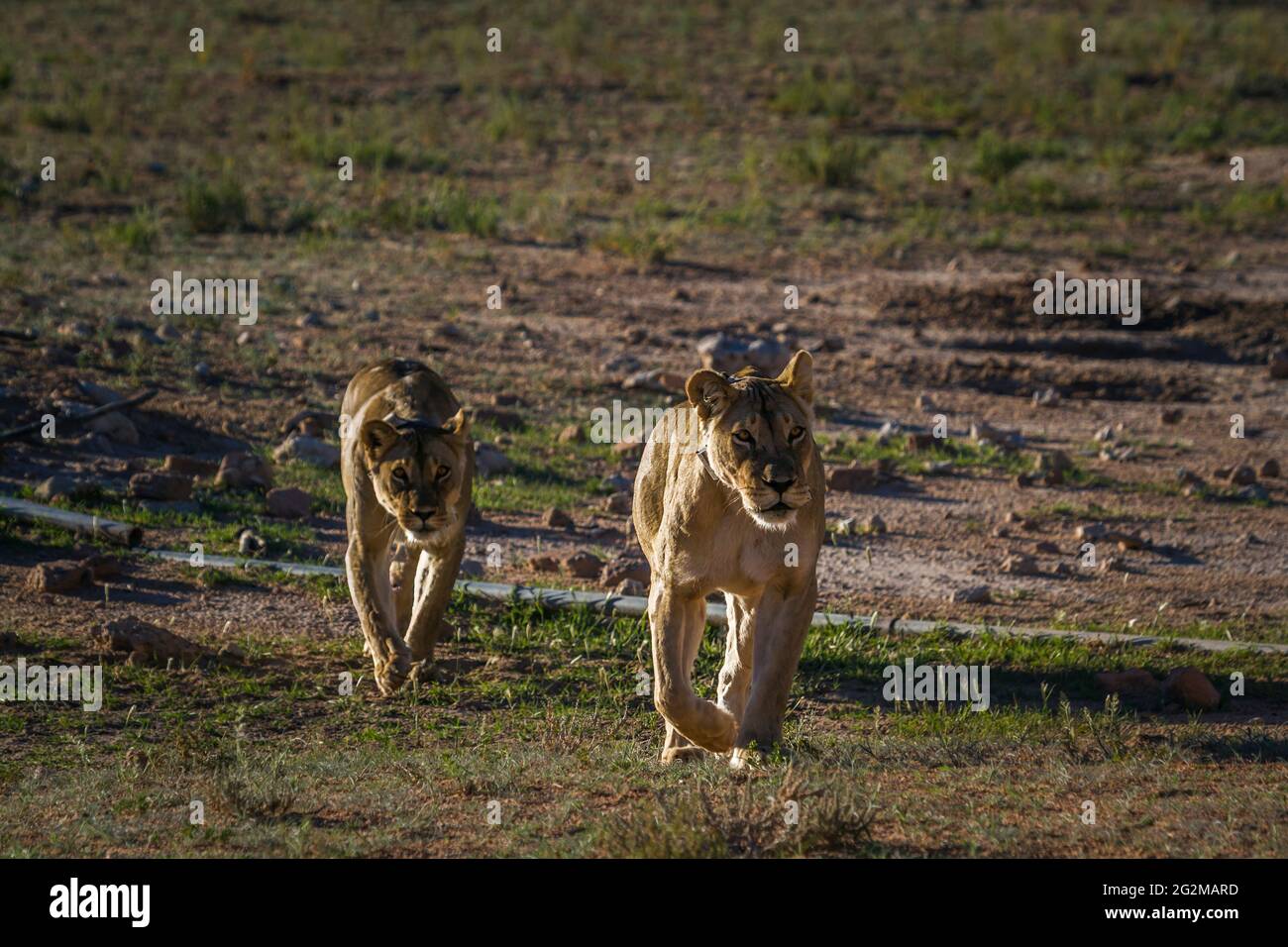 Two African lioness running front view in Kgalagadi transfrontier park ...