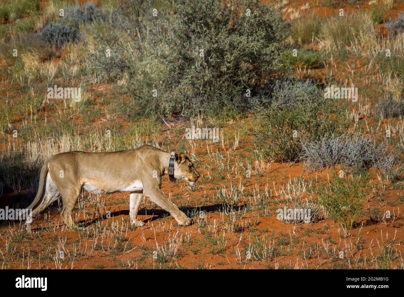 Lion with tracking collar hi-res stock photography and images - Alamy