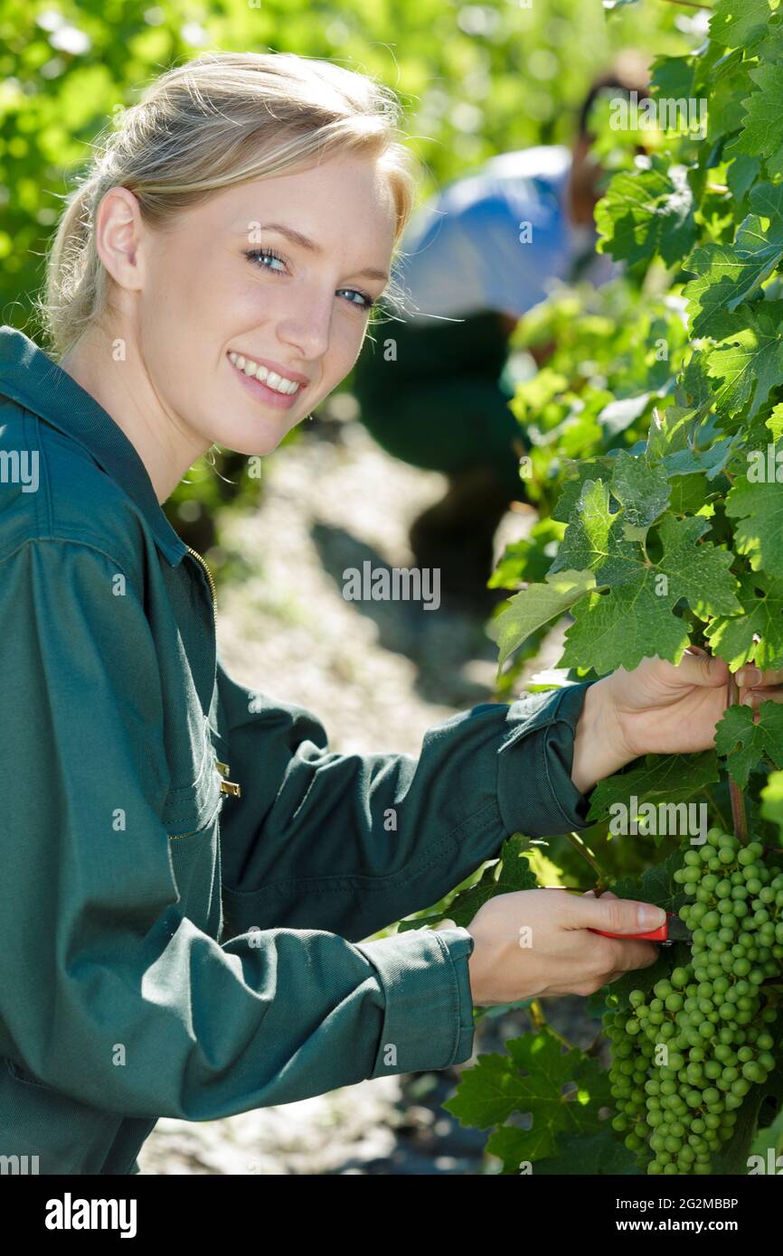 Beautiful woman harvesting grapes hi-res stock photography and images - Alamy