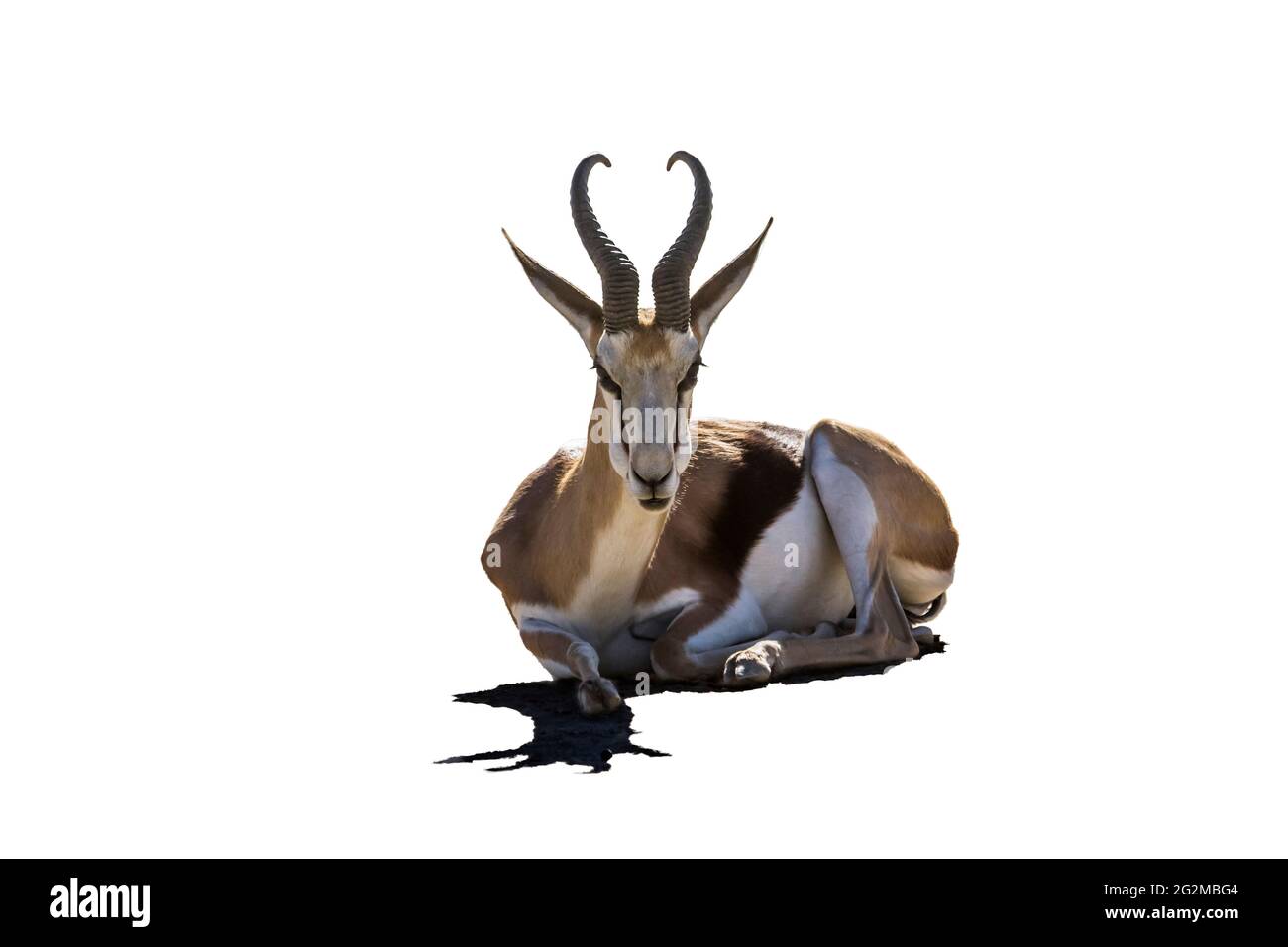 Springbok Cut Out Stock Images & Pictures - Alamy