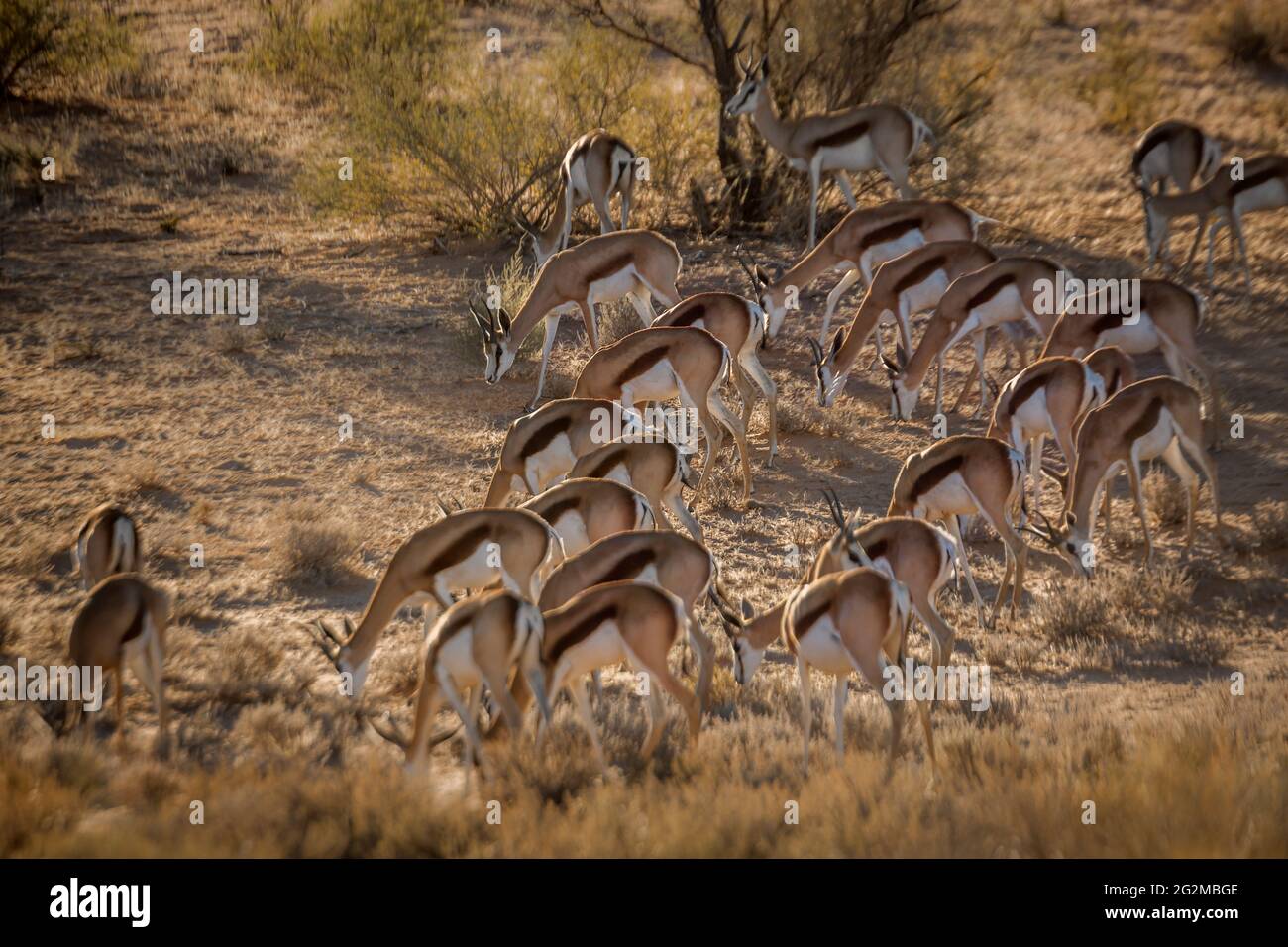 Herd of Springbok grazing in backlit in Kgalagari transfrontier park ...