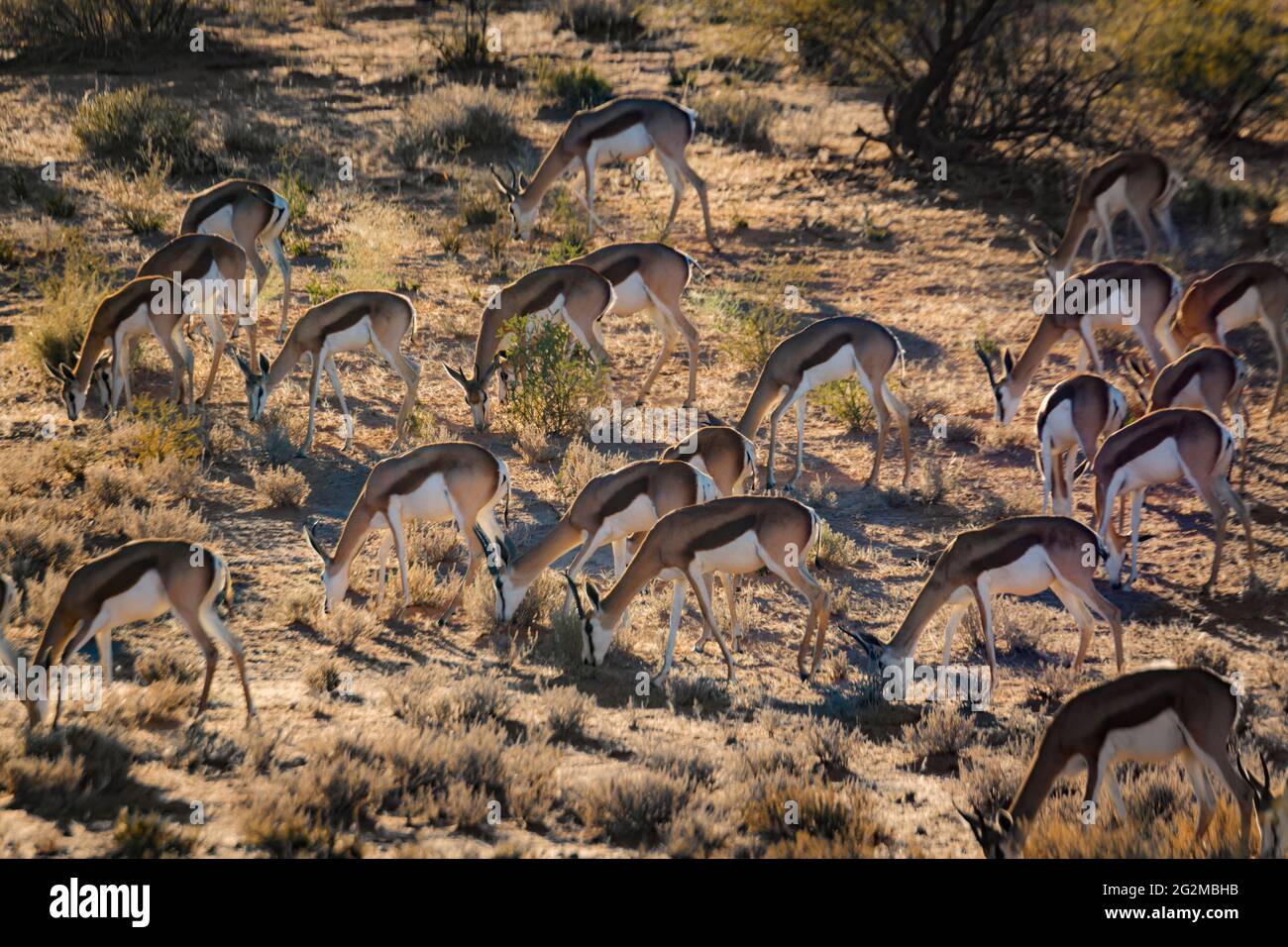 Herd of Springbok grazing in backlit in Kgalagari transfrontier park ...
