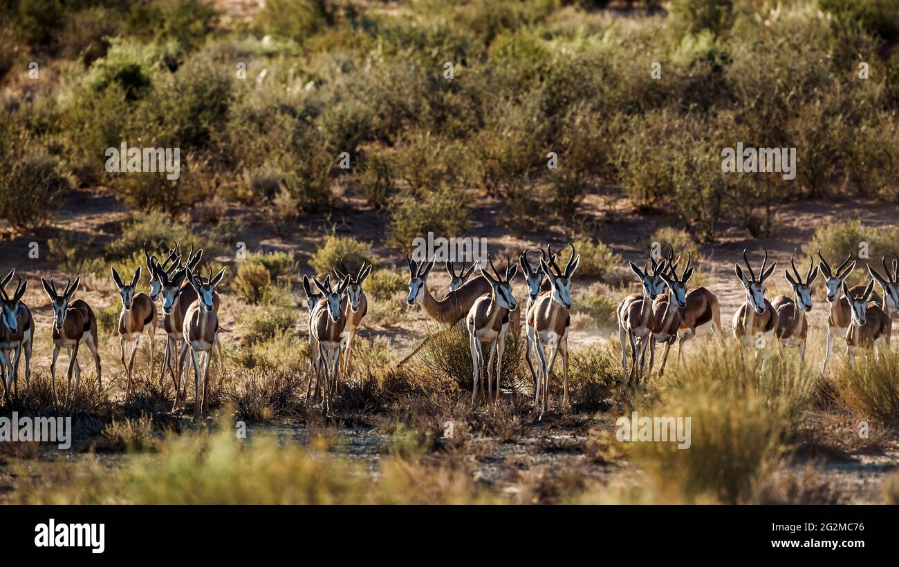 Springbok herd running in front view in Kgalagari transfrontier park ...