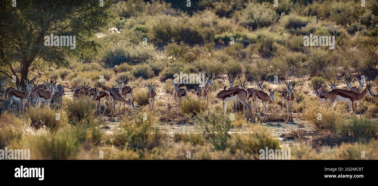 Springbok herd standing in backlit in Kgalagari transfrontier park ...