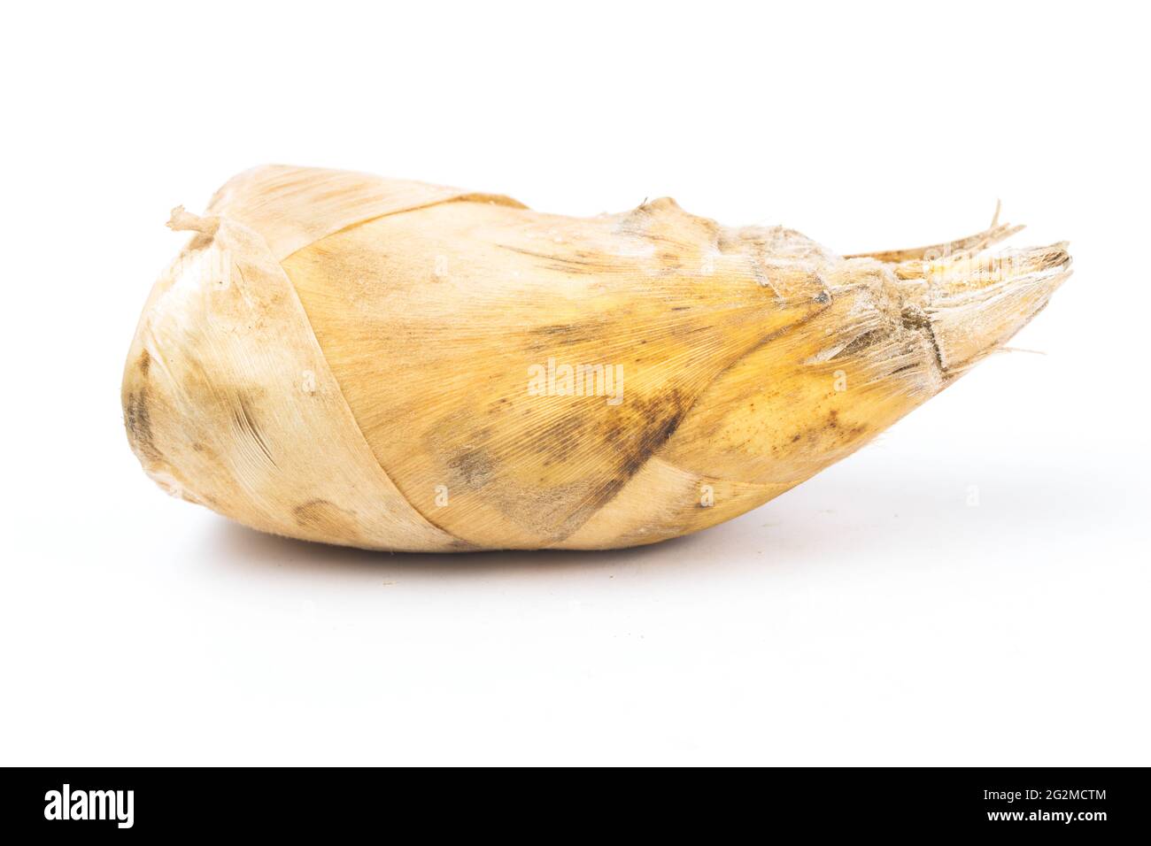 Bamboo shoots on white background Stock Photo - Alamy