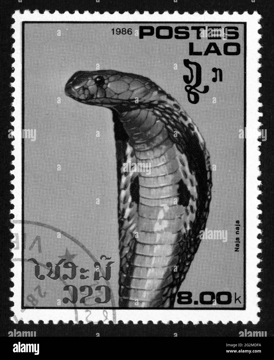 Snakes of laos Black and White Stock Photos & Images - Alamy