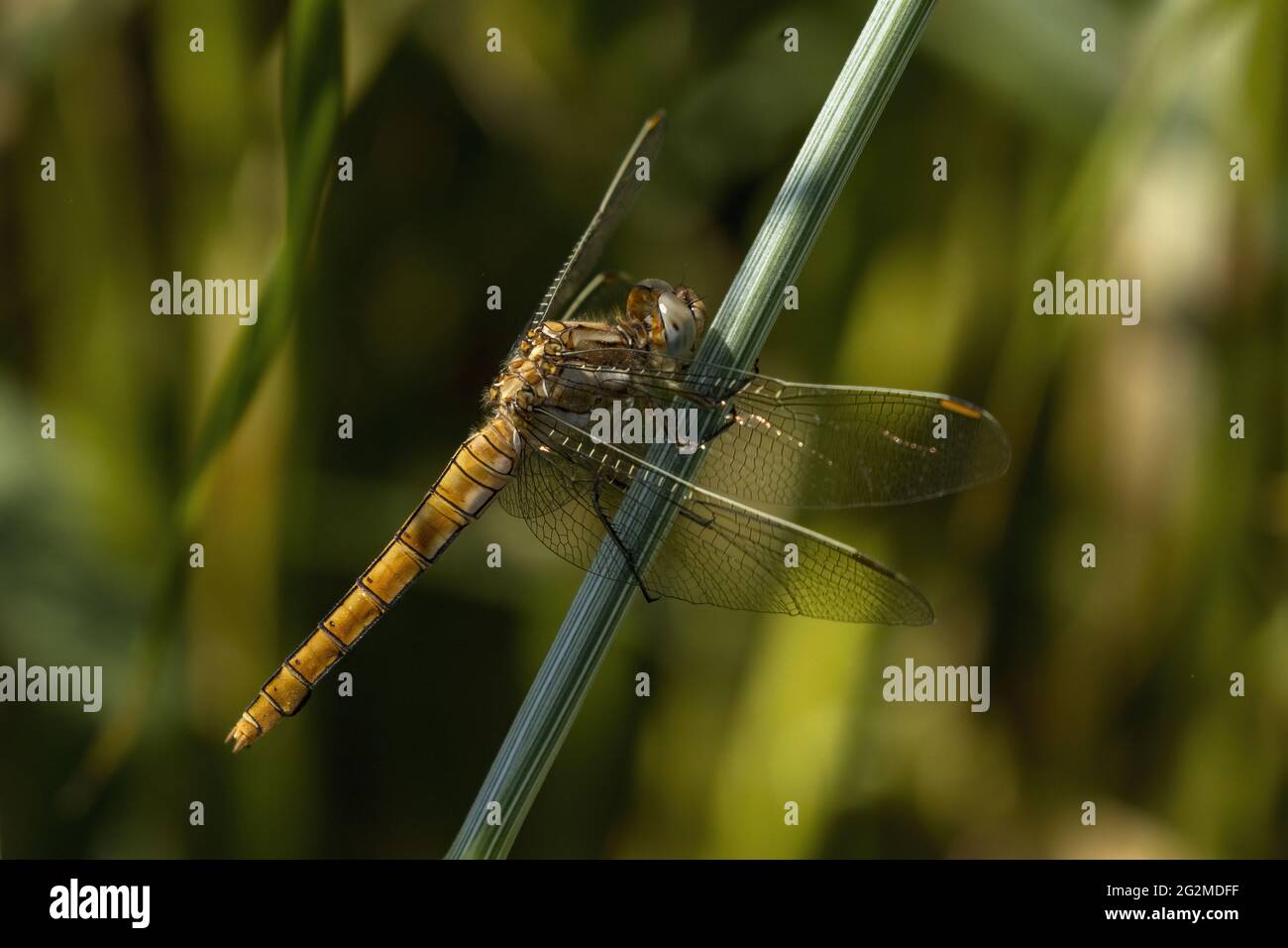 Ortetrum das escorrencias hi-res stock photography and images - Alamy