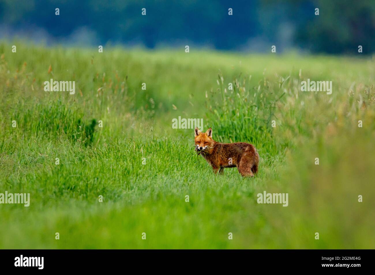 A Red Fox on a meadow Stock Photo - Alamy