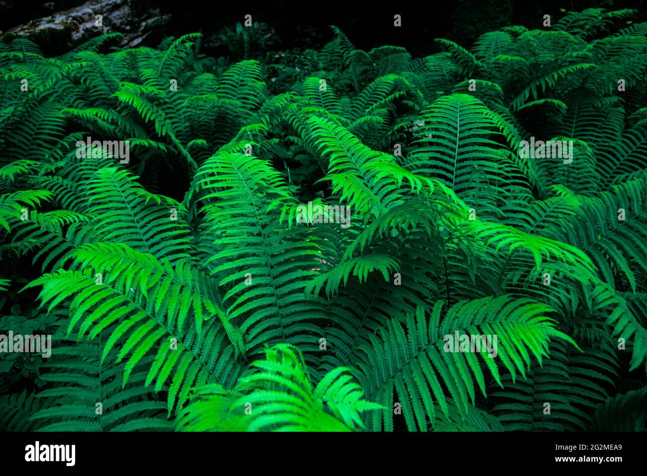 forest thickets of ferns. botany banner. texture background Stock Photo ...
