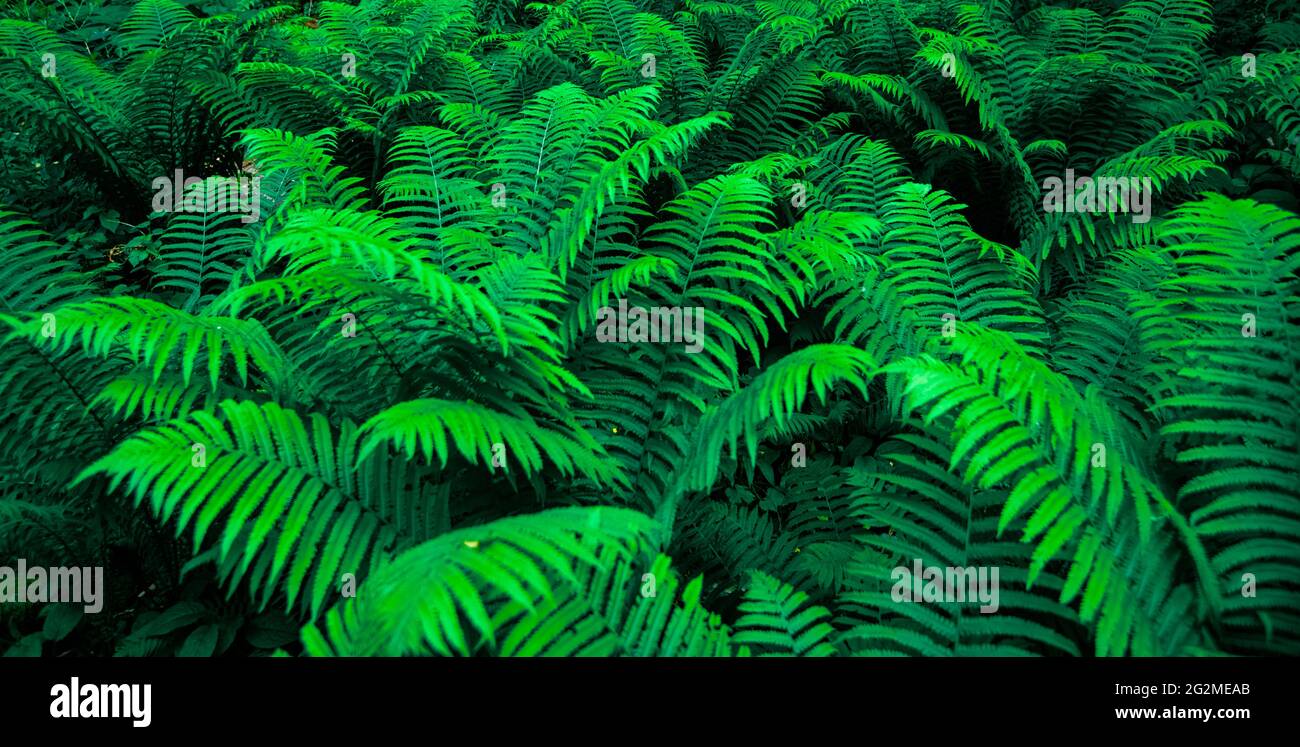 forest thickets of ferns. botany banner. texture background Stock Photo ...