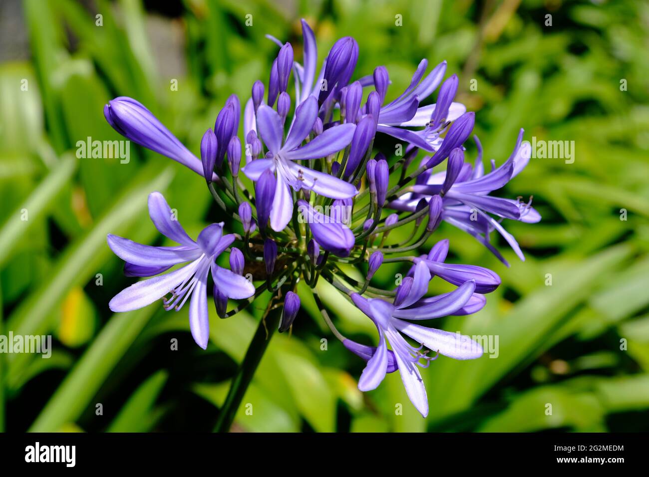 Ecuador Quito - Quito Botanical Garden purple flower Stock Photo - Alamy