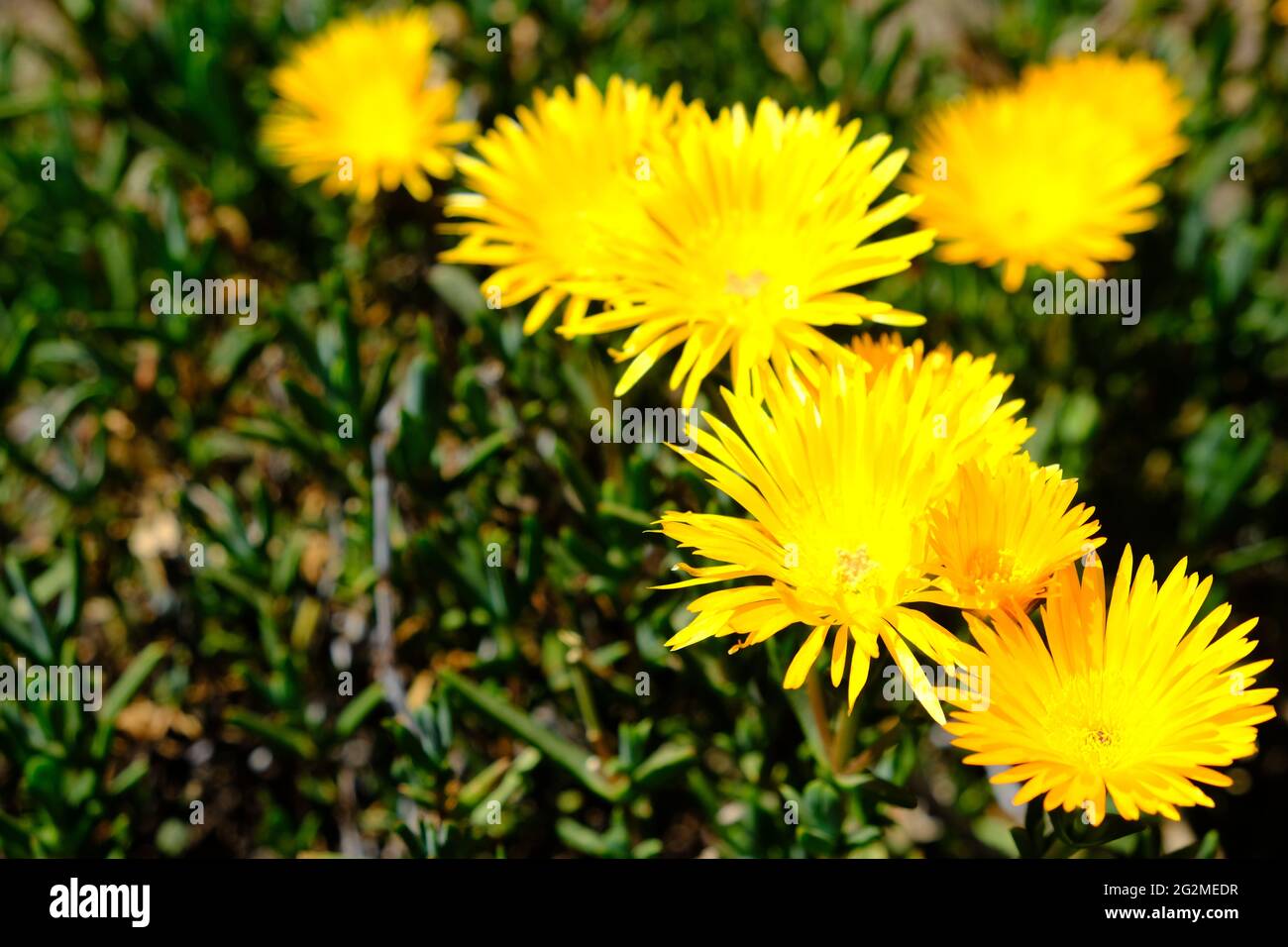 Garden yellow flower hi-res stock photography and images - Alamy