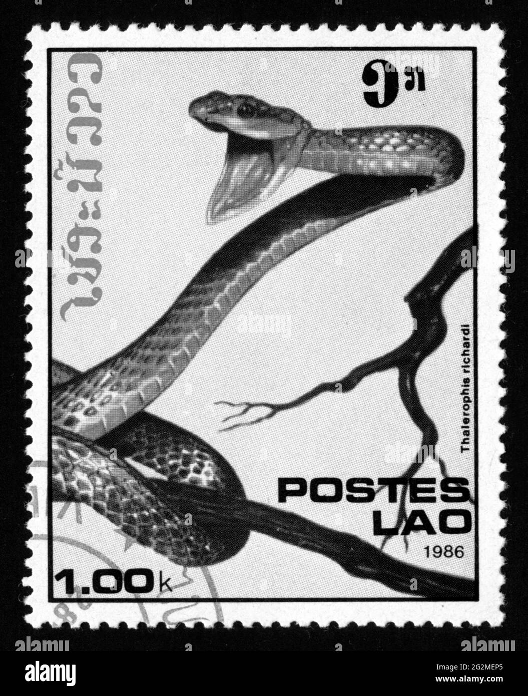 Snakes of laos Black and White Stock Photos & Images - Alamy