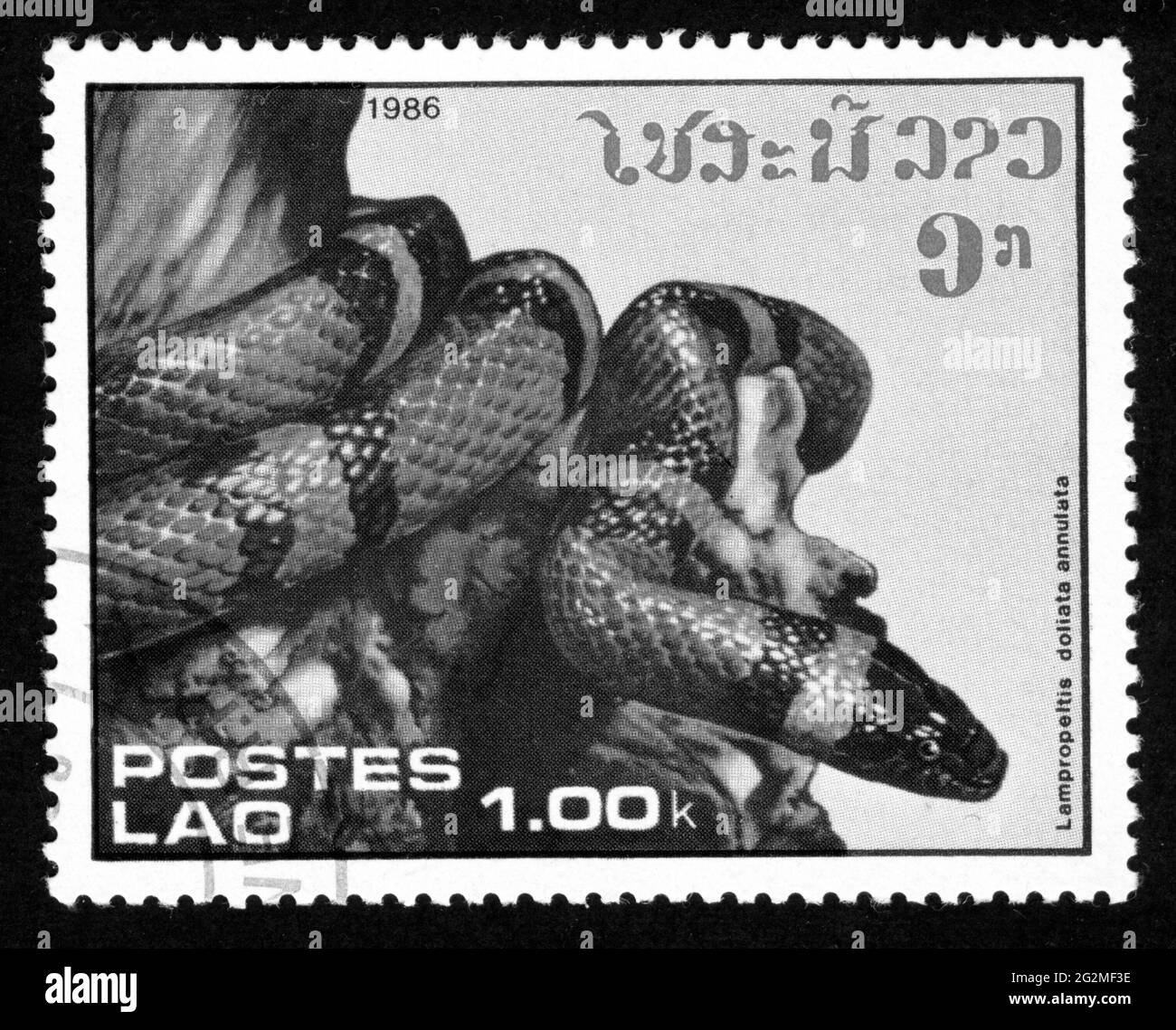 Snakes of laos hi-res stock photography and images - Alamy