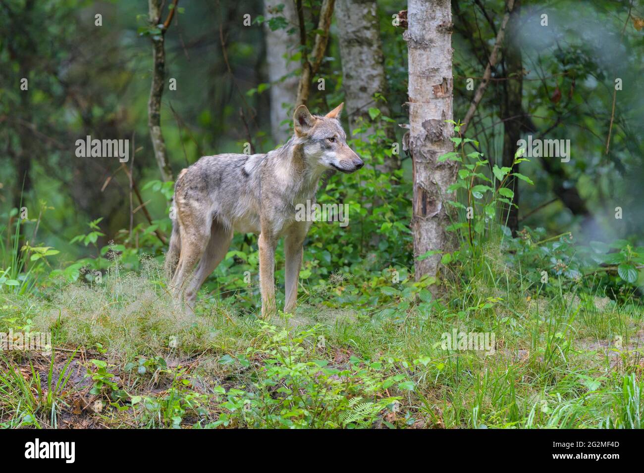 Wolf, Canis lupus Stock Photo - Alamy