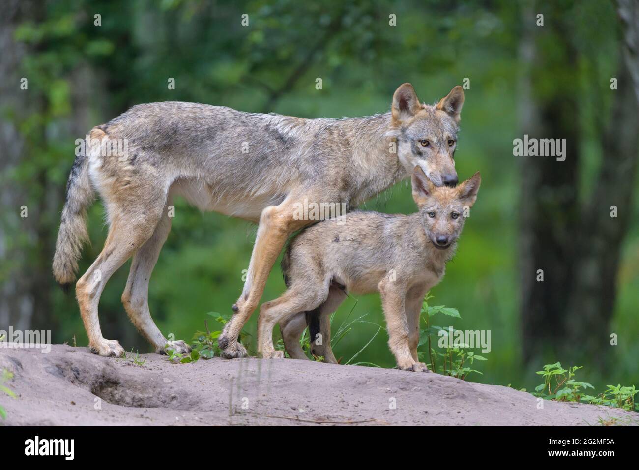 Wolf, Canis lupus, with cub Stock Photo - Alamy