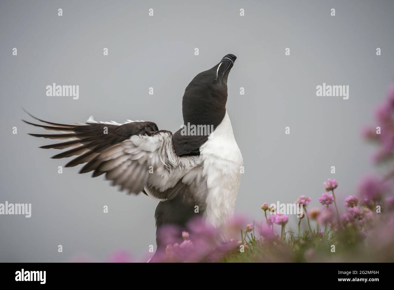Common Razorbil, Alca torda, Sea bird collony, mid summer on Scotlands ...
