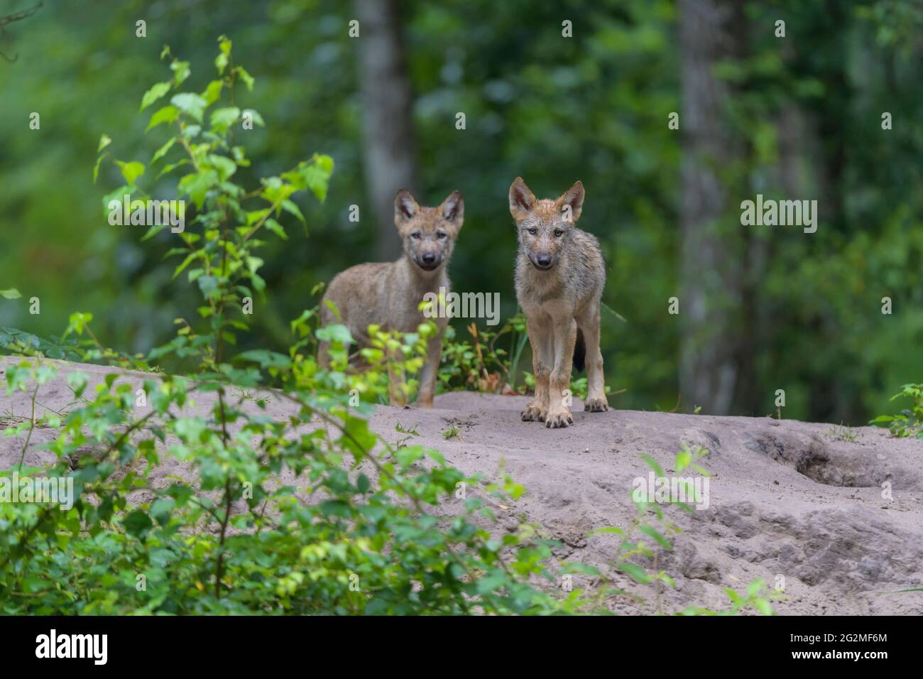 Two Wolf Cubs High Resolution Stock Photography and Images - Alamy