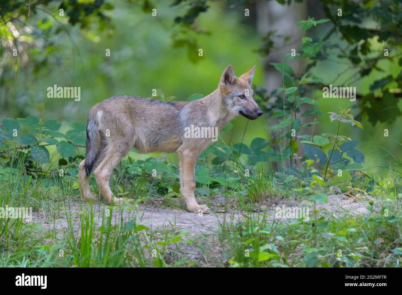Wolf cub pup hi-res stock photography and images - Alamy