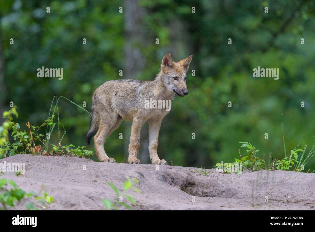 Wolf cub pup hi-res stock photography and images - Alamy