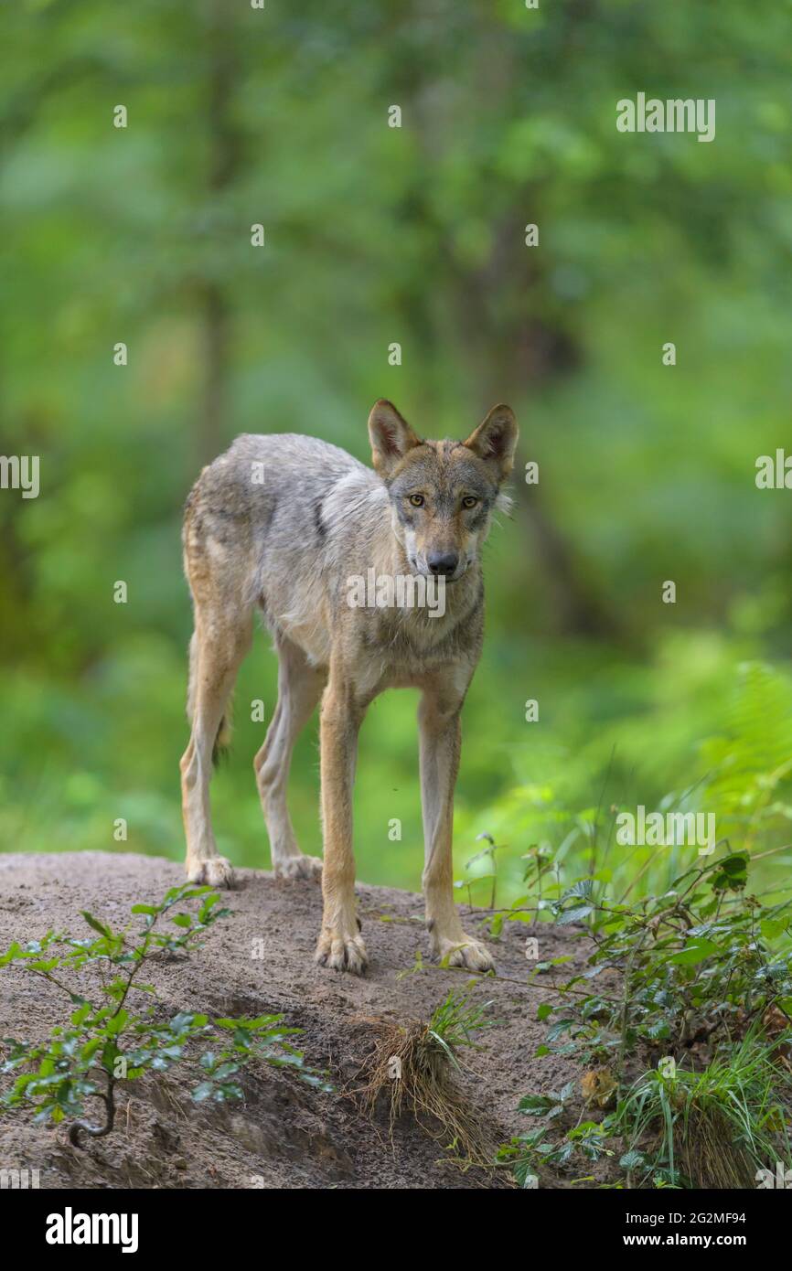 Wolf, Canis lupus Stock Photo - Alamy