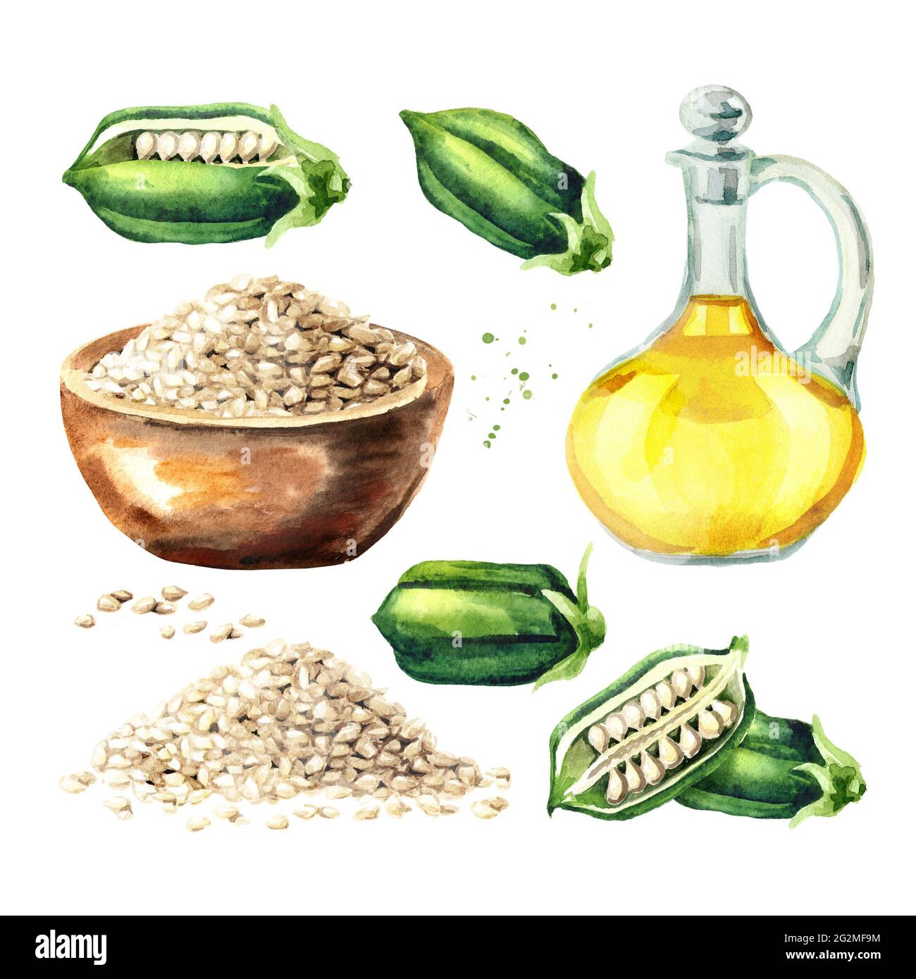Fresh Sesame pods, seeds and bottle with oil set. Watercolor hand drawn ...