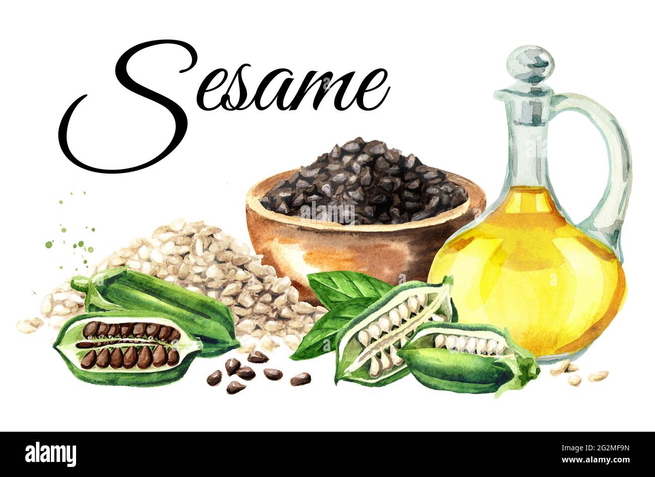 Fresh Sesame pods with seeds and bottle with oil card. Watercolor hand ...