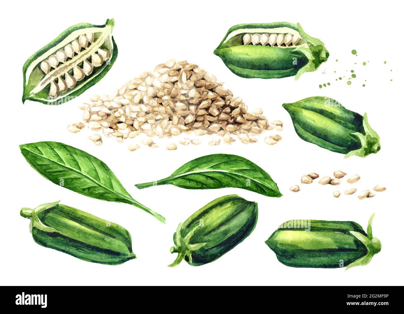 Sesame pods with seeds set. Watercolor hand drawn illustration isolated ...
