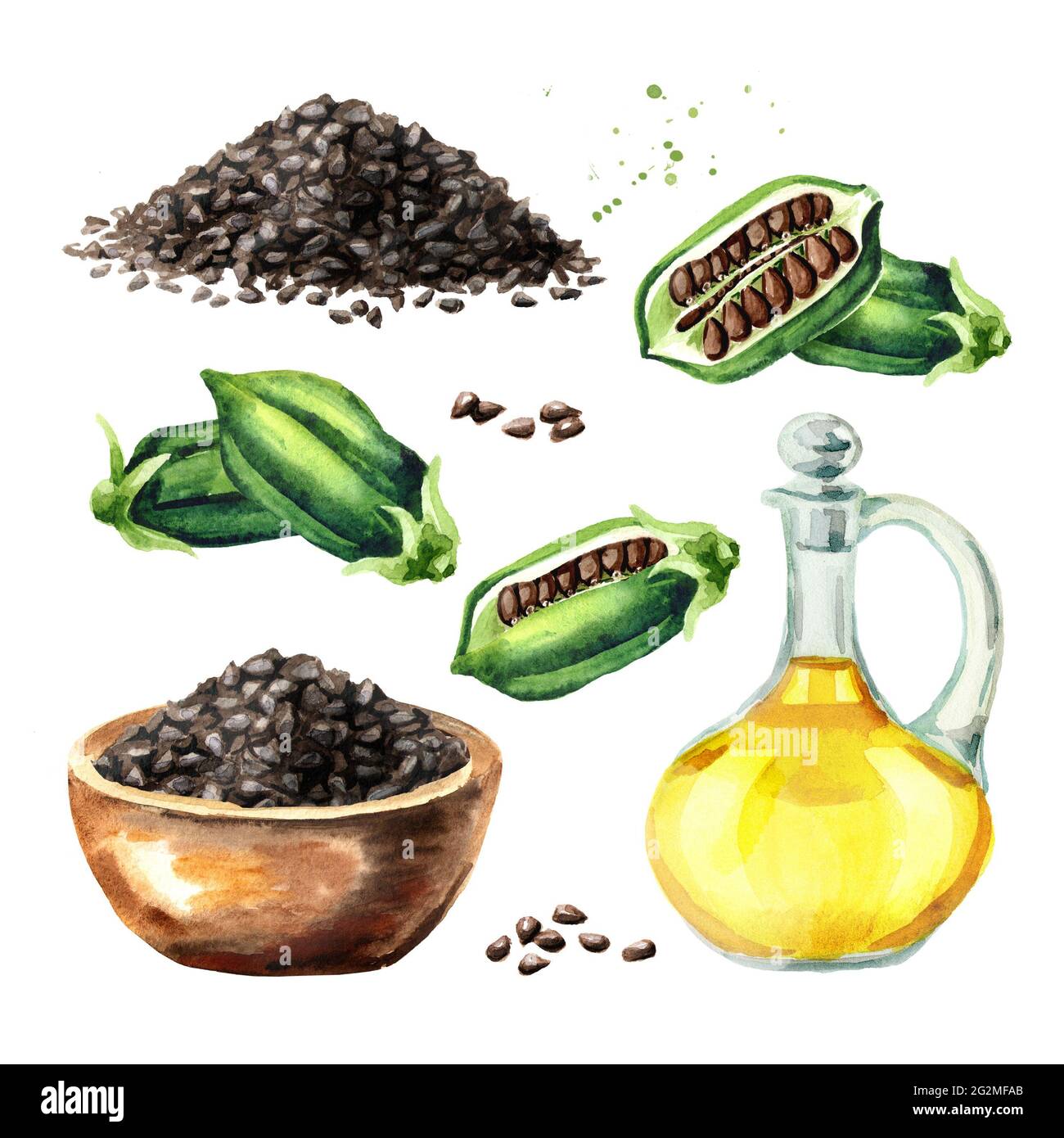 Fresh Sesame pods, black seeds and bottle with oil set. Watercolor hand ...