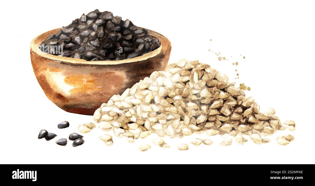 Sesame seeds. Watercolor hand drawn illustration isolated on white ...