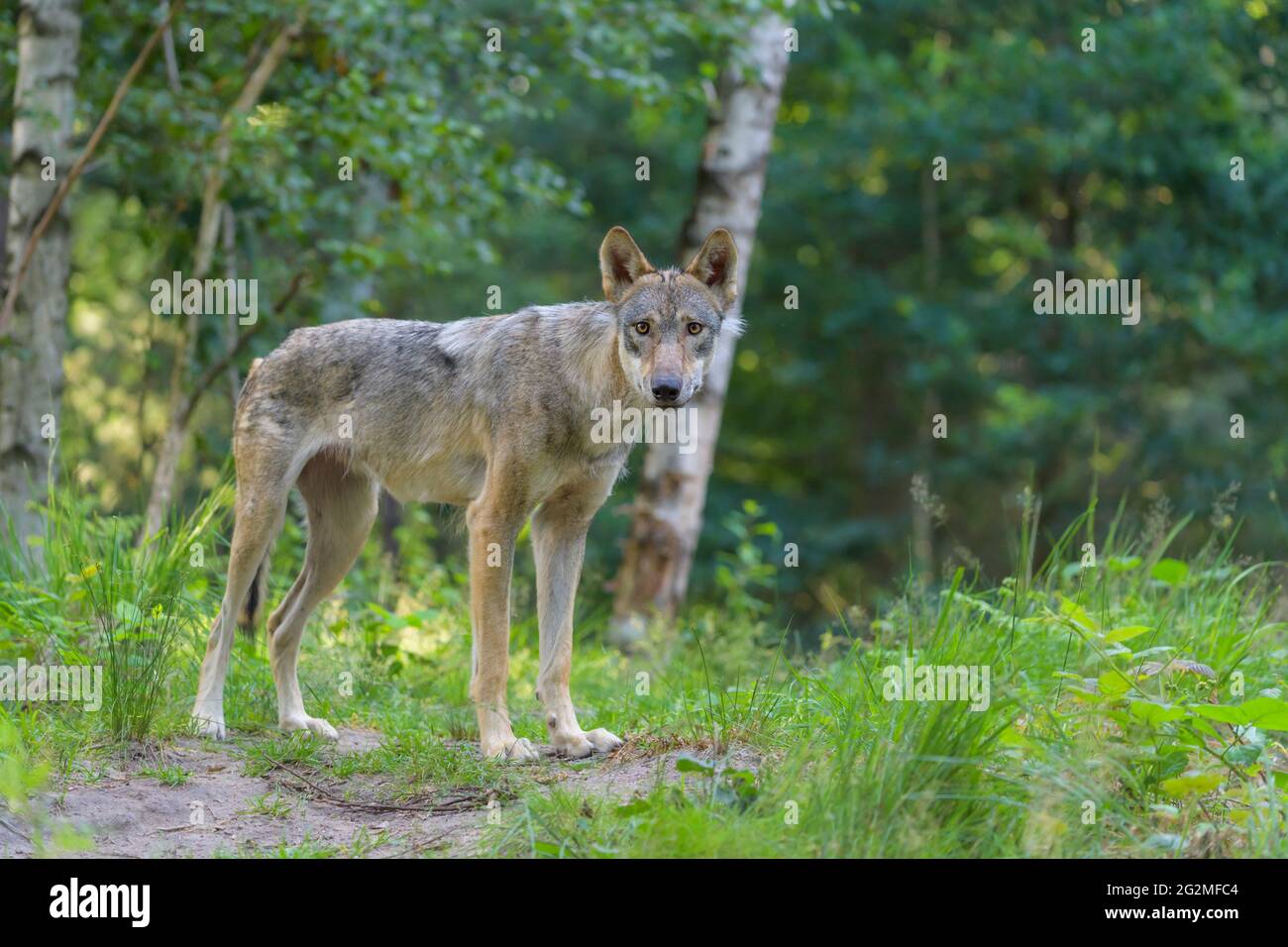 Wolf, Canis lupus Stock Photo - Alamy