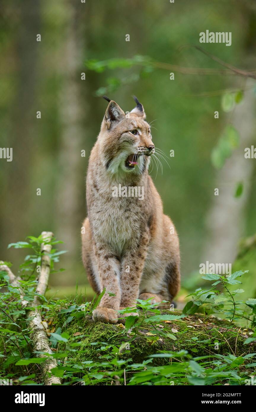 European Lynx; Lynx lynx Stock Photo - Alamy