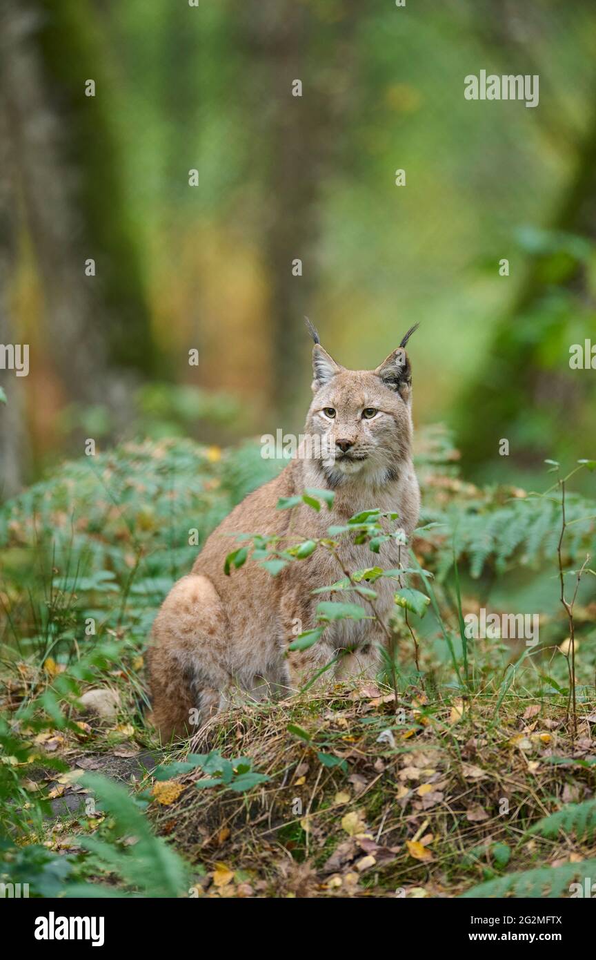 European Lynx; Lynx lynx Stock Photo - Alamy
