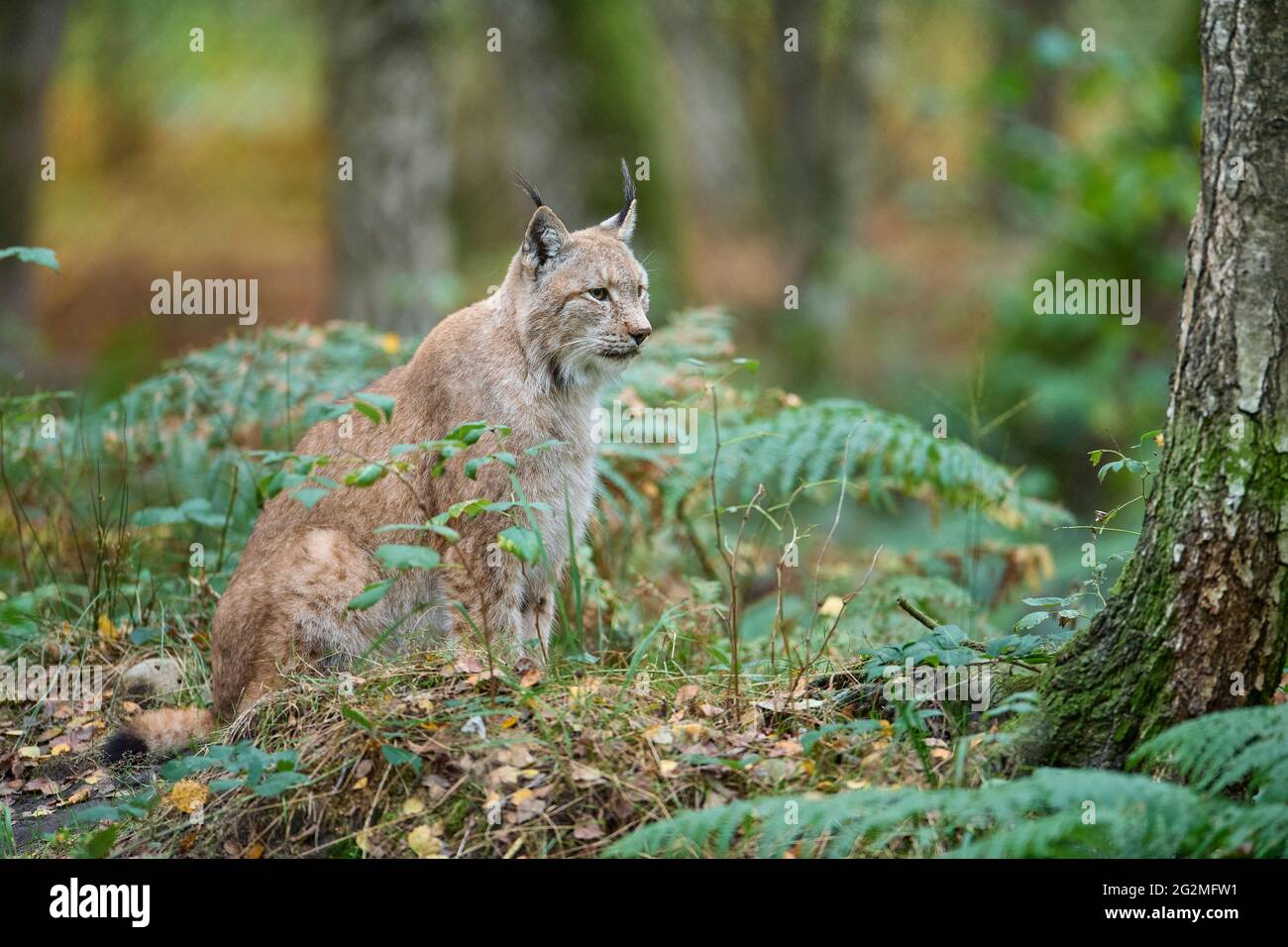 European Lynx; Lynx lynx Stock Photo - Alamy