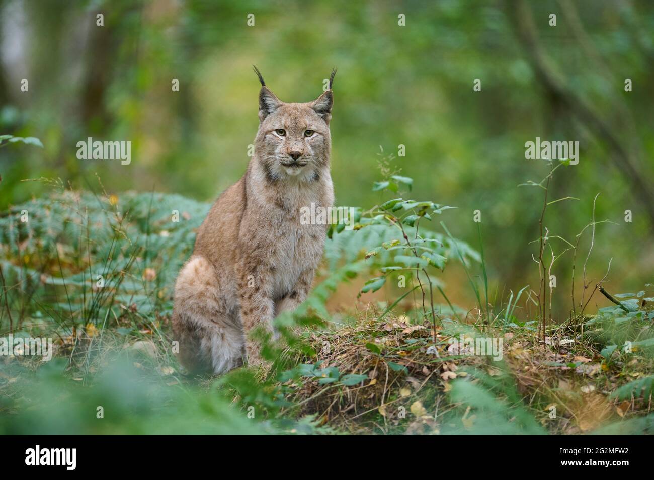 European Lynx; Lynx lynx Stock Photo - Alamy