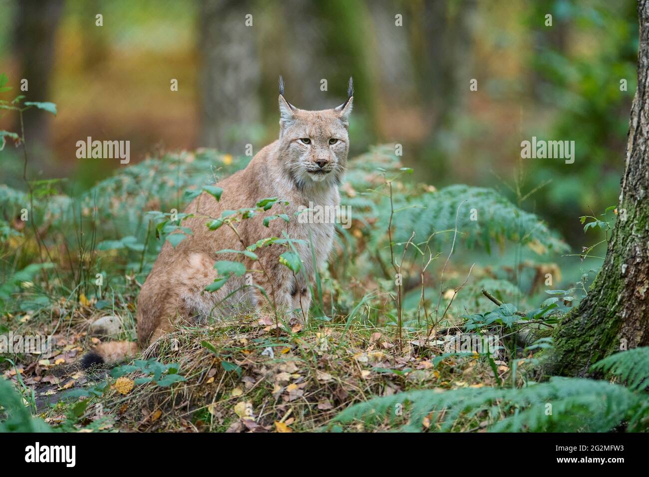 European Lynx; Lynx lynx Stock Photo - Alamy